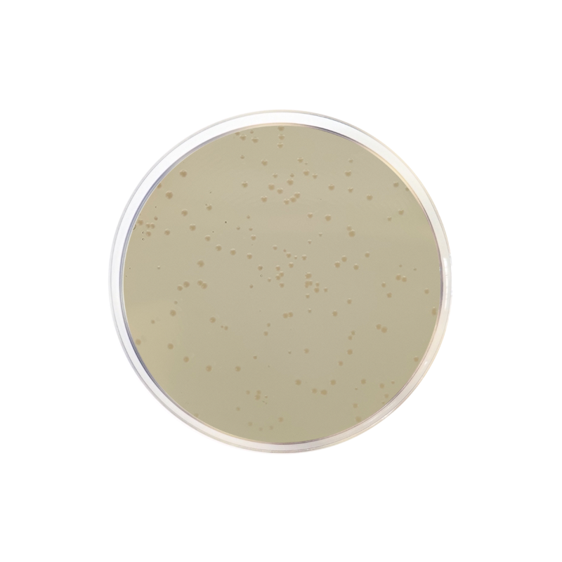 Agar Luria con Kanamicina 50 µg/ml (Miller´s LB Agar) Formato 500 g