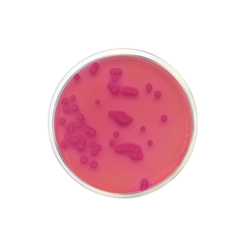 Thermo Scientific Macconkey Agar Medium Macconkey Agar