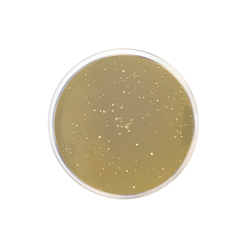 MRS Agar Low pH ISO Formato 500 g