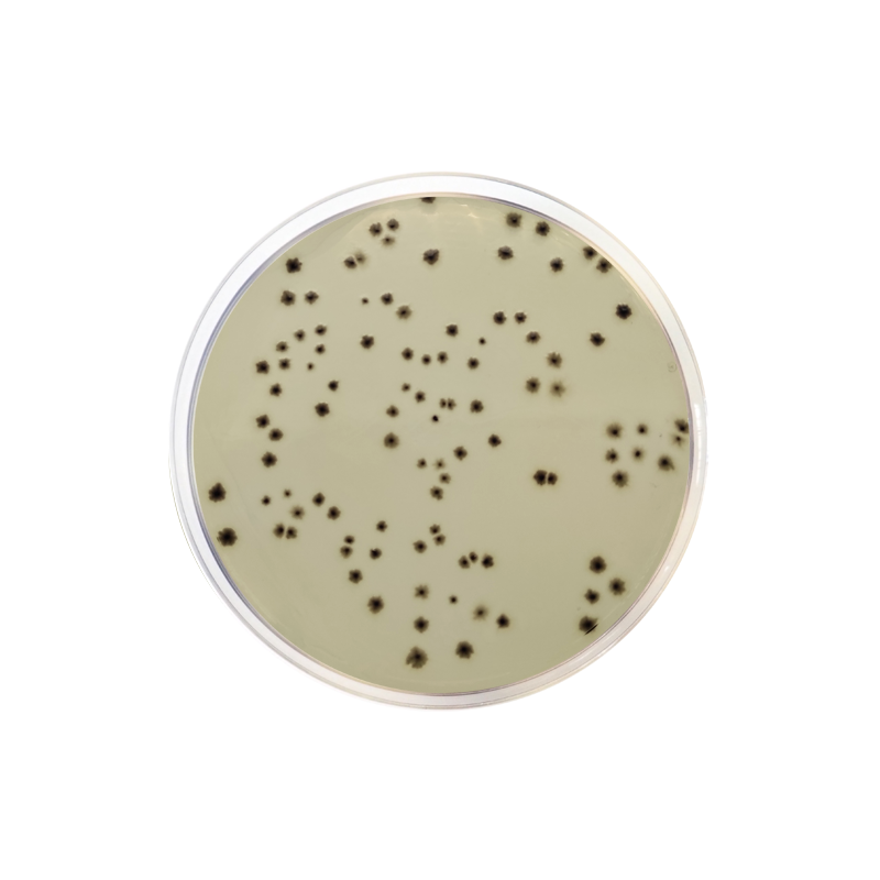 Iron Sulfite Agar ISO Formato 500 g