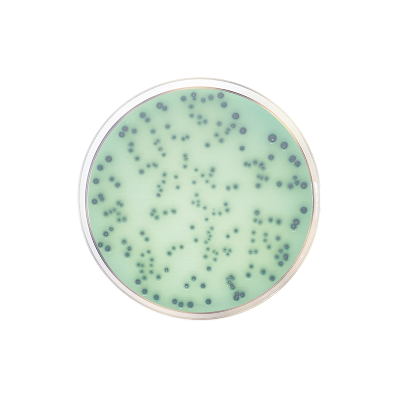 Hektoen Enteric Agar ISO Formato 500 g