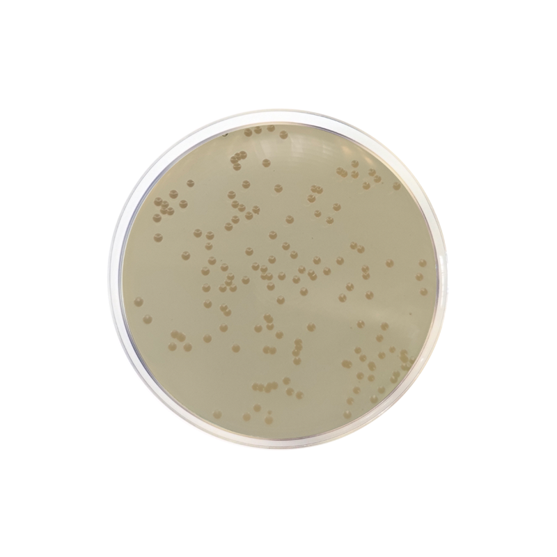 Haemophilus Test Medium Formato 500 g